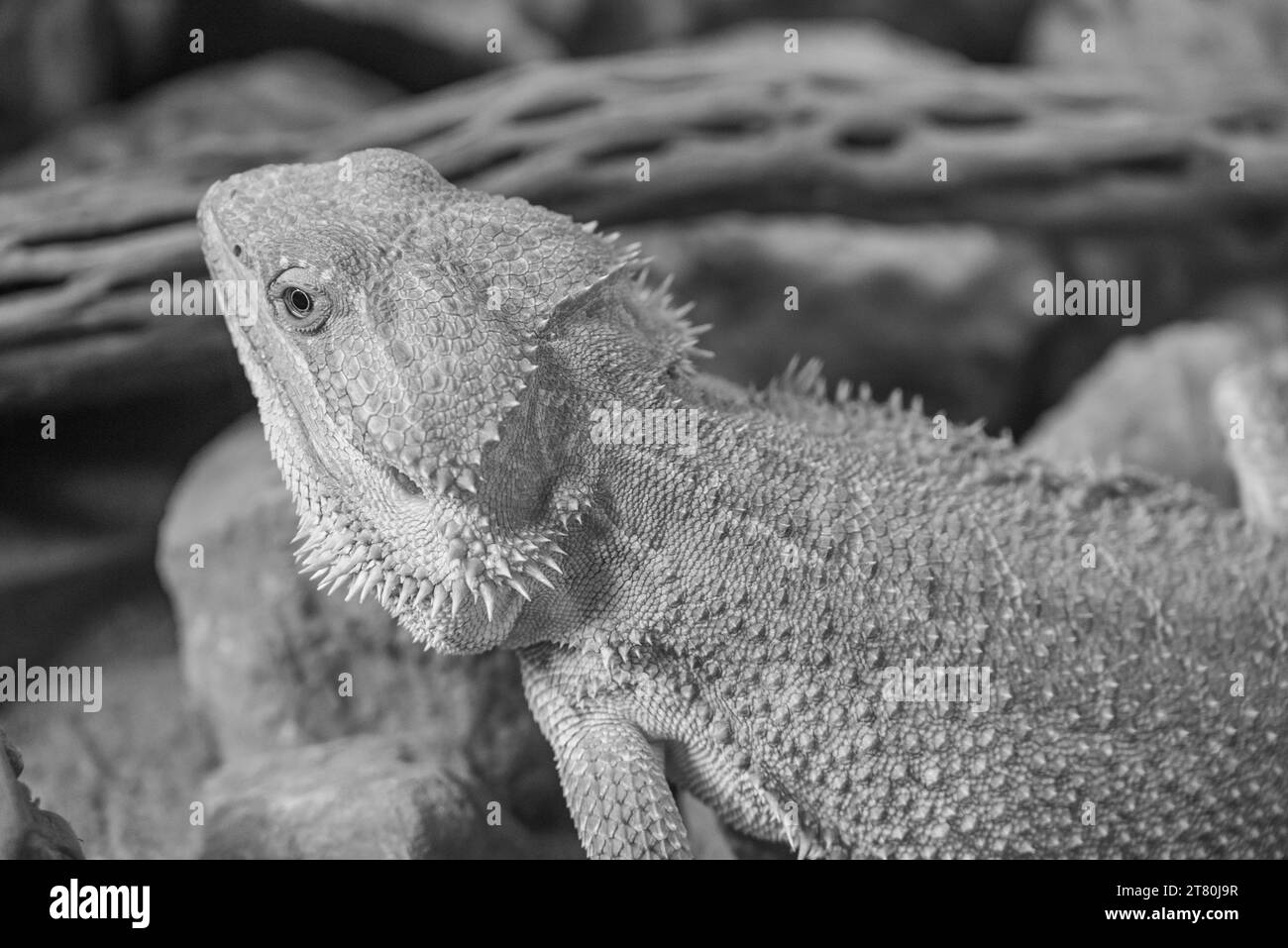 lizards and snakes in germany Stock Photo - Alamy