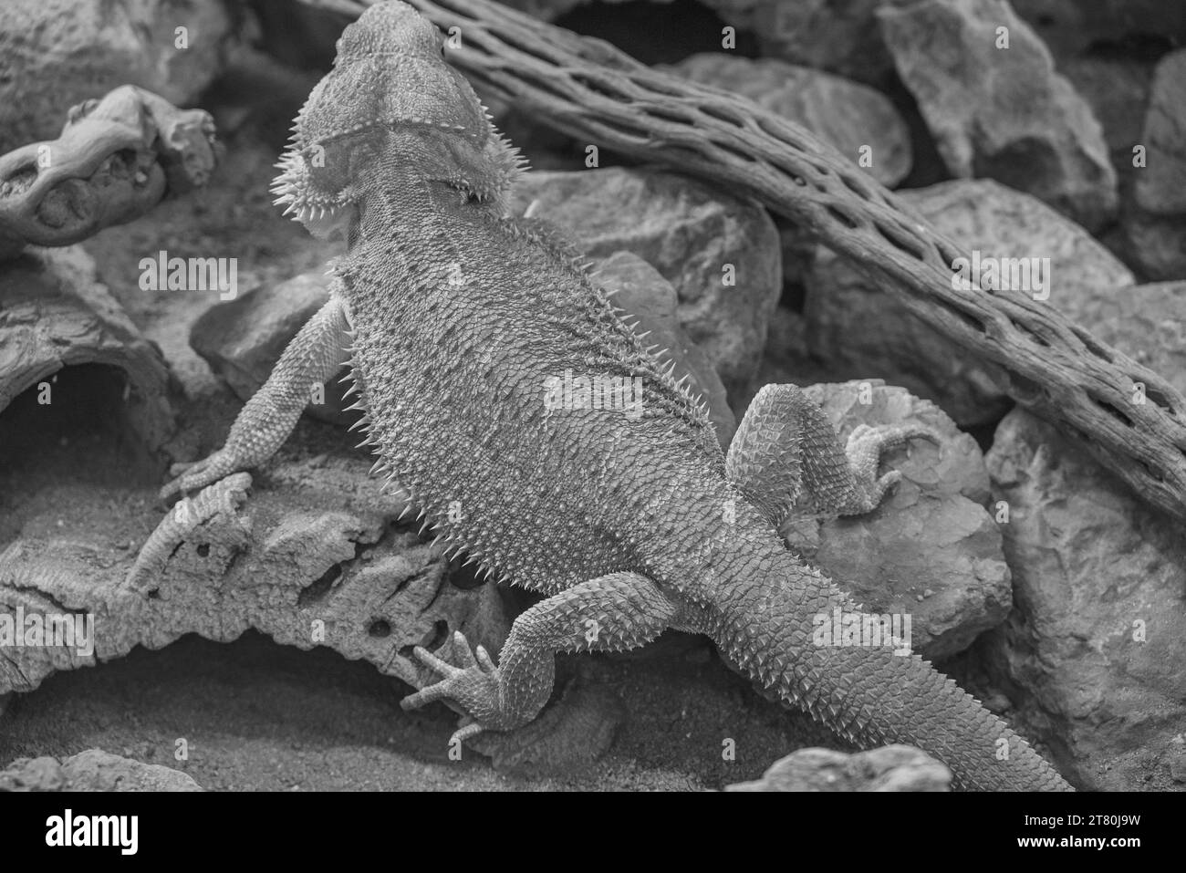 lizards and snakes in germany Stock Photo - Alamy