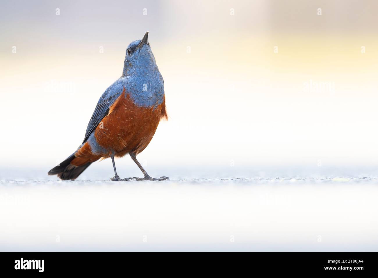 Male blue rock thrush ((Monticola solitarius philippensis) low angel ...