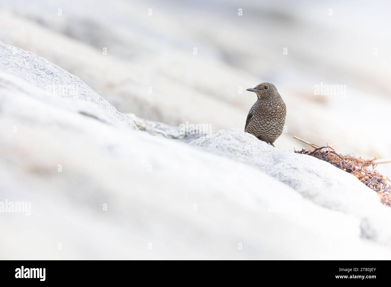 Female blue rock thrush ((Monticola solitarius philippensis) perched ...