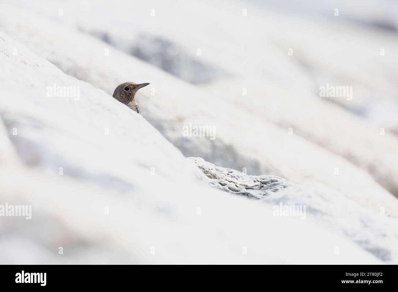 Female blue rock thrush ((Monticola solitarius philippensis) perched ...