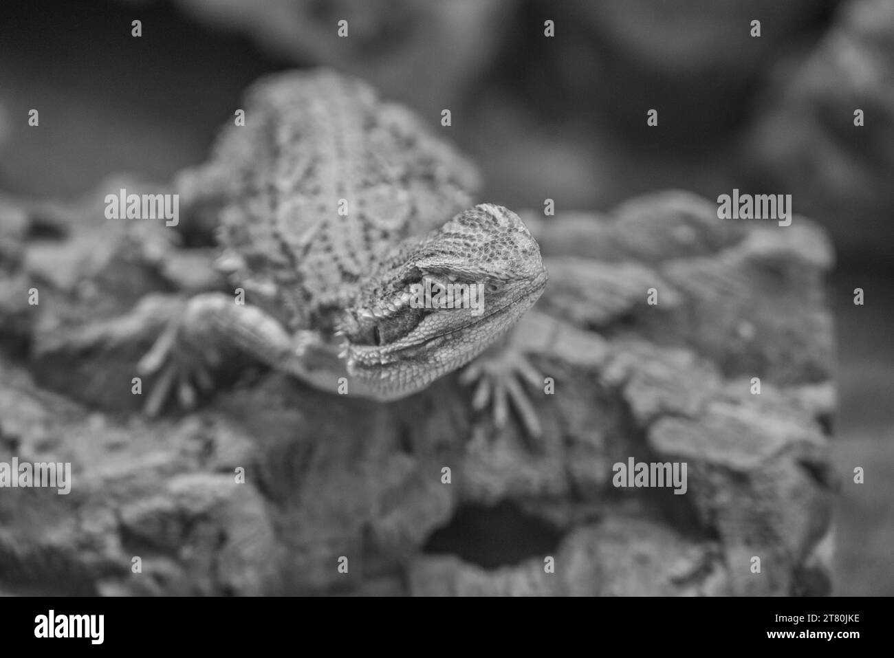 lizards and snakes in germany Stock Photo - Alamy