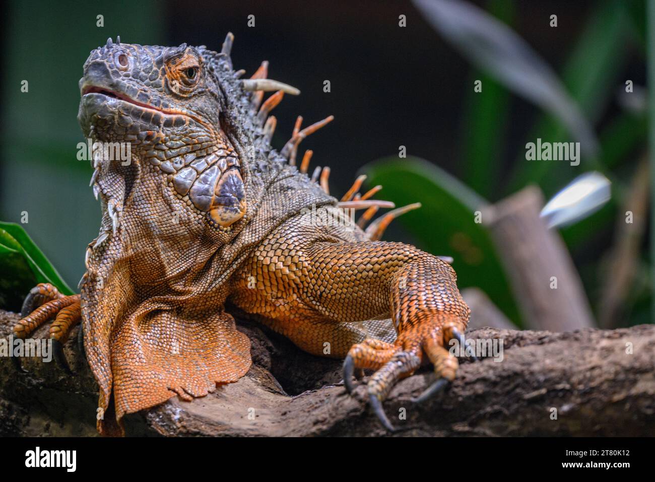 lizards and snakes in germany Stock Photo - Alamy