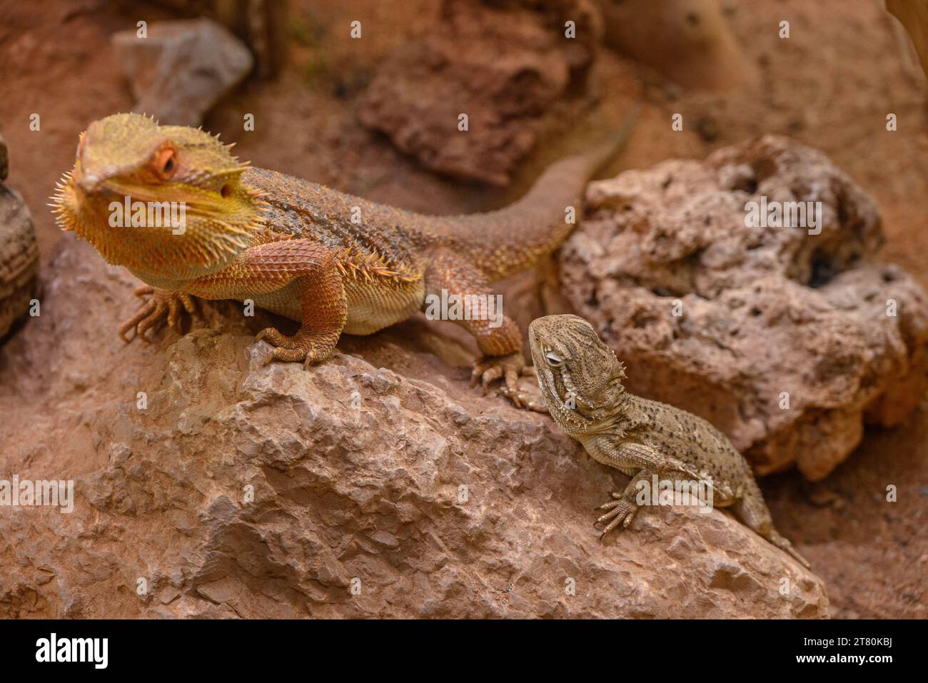 lizards and snakes in germany Stock Photo - Alamy