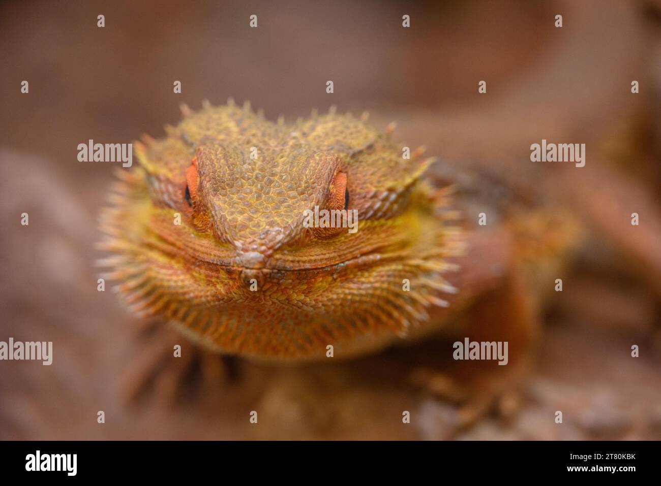 lizards and snakes in germany Stock Photo - Alamy