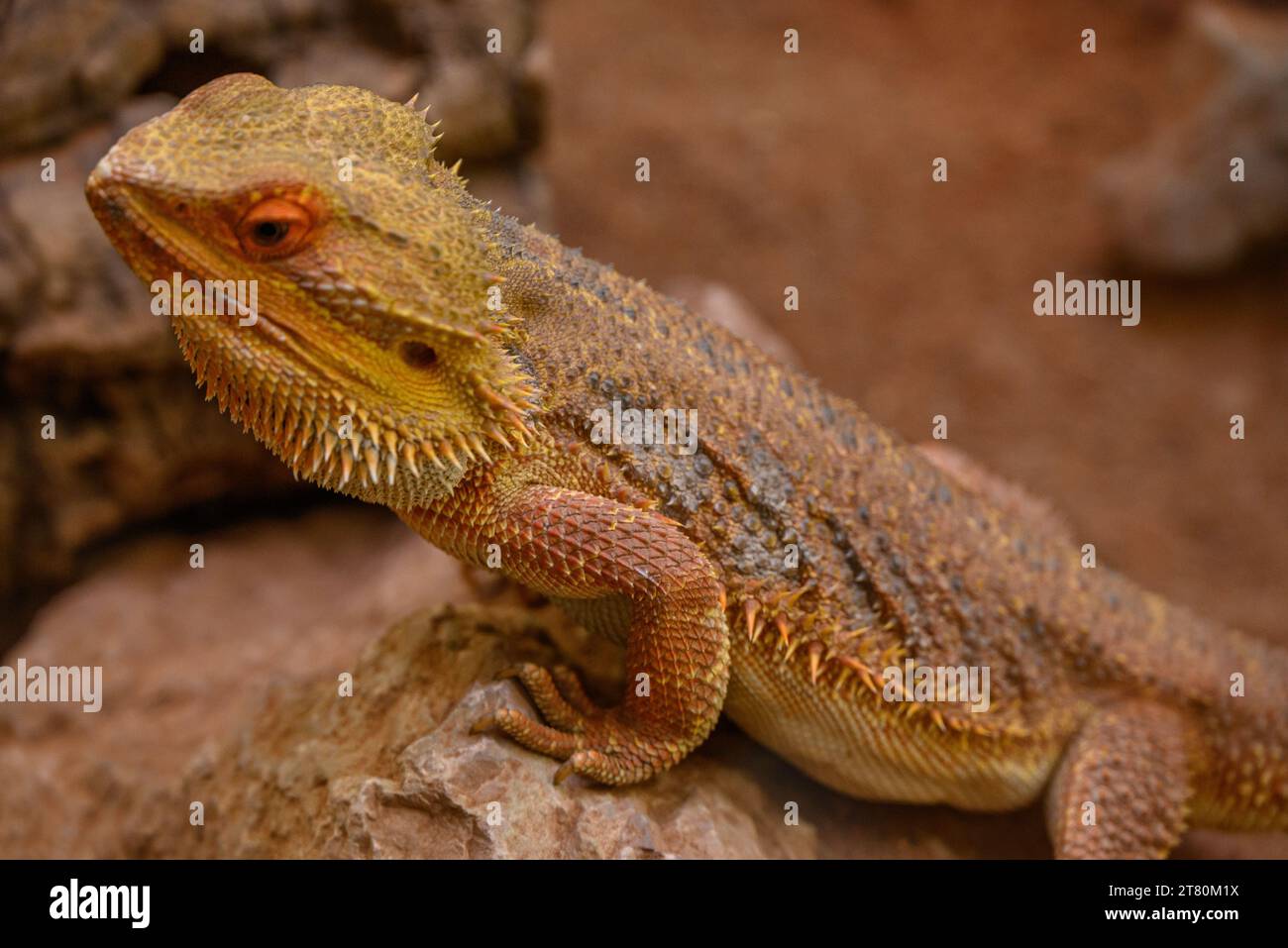 lizards and snakes in germany Stock Photo - Alamy
