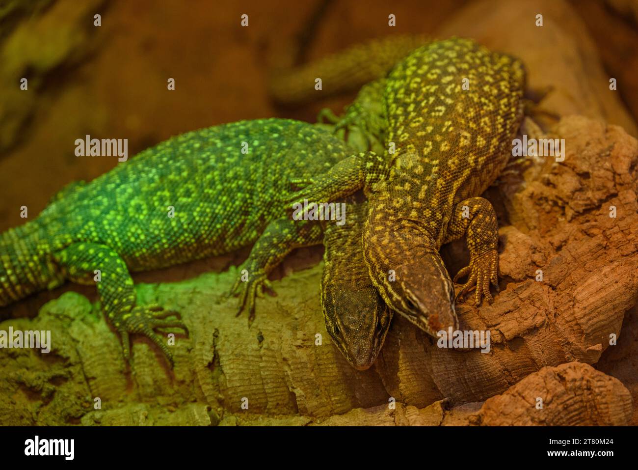 lizards and snakes in germany Stock Photo - Alamy