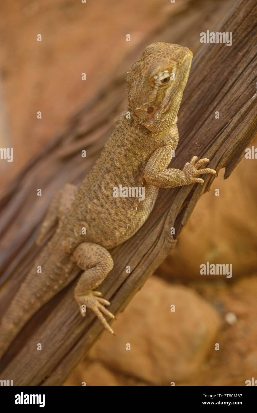lizards and snakes in germany Stock Photo - Alamy