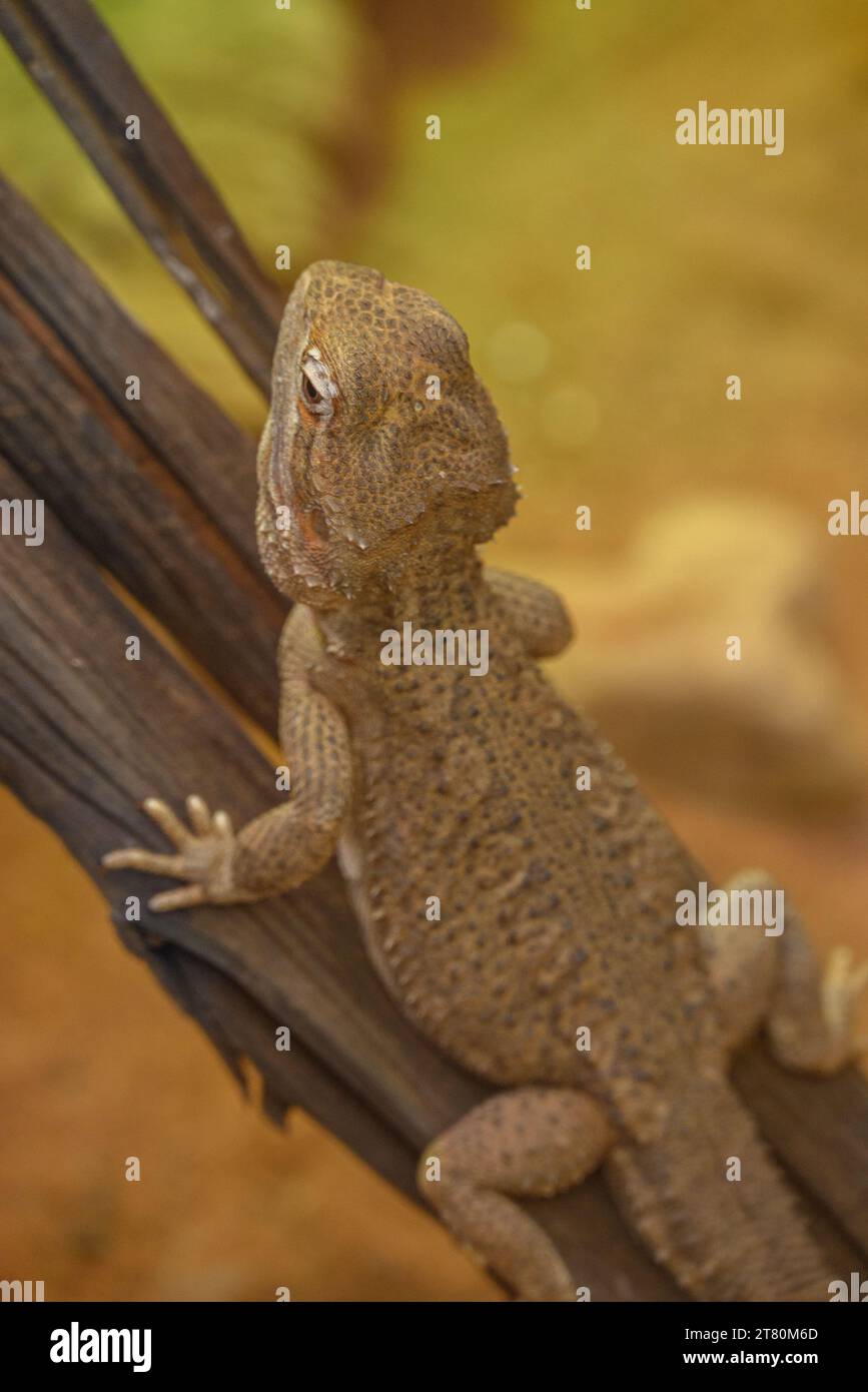 lizards and snakes in germany Stock Photo - Alamy
