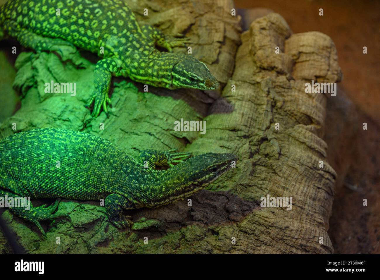 lizards and snakes in germany Stock Photo - Alamy