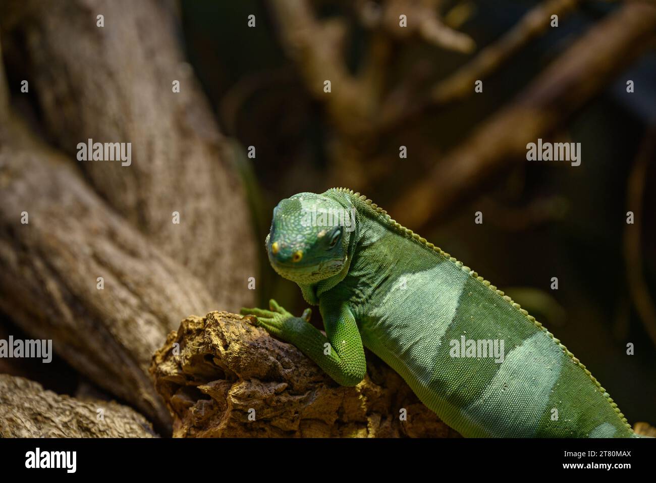 lizards and snakes in germany Stock Photo - Alamy