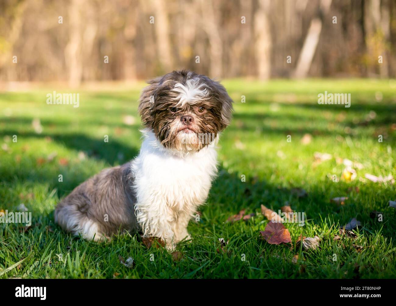 Canine pets furry shih tzu hi-res stock photography and images - Alamy