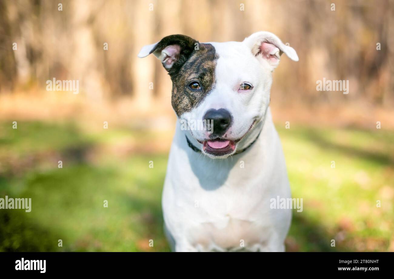 A brindle and white Pit Bull Terrier mixed breed dog with a happy ...