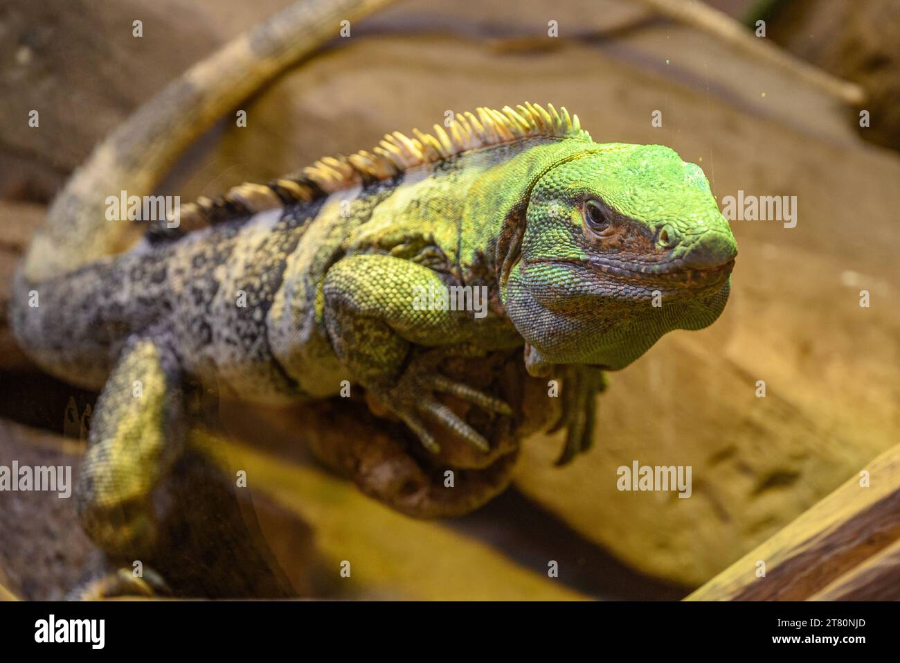 lizards and snakes in germany Stock Photo - Alamy