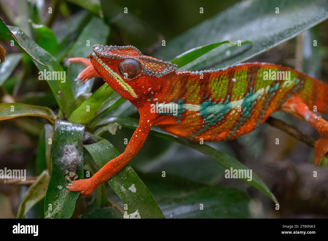 lizards and snakes in germany Stock Photo - Alamy