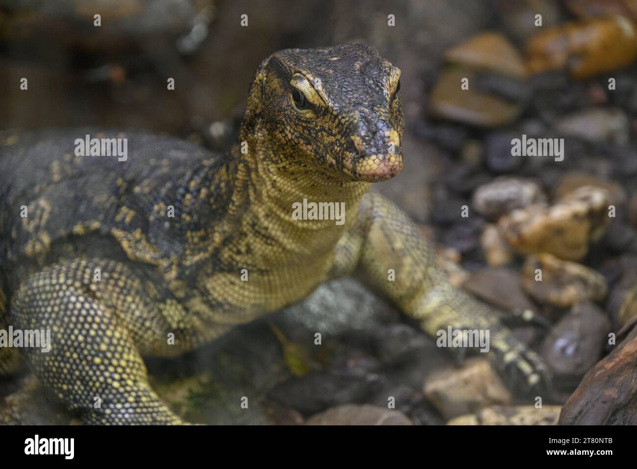 lizards and snakes in germany Stock Photo - Alamy