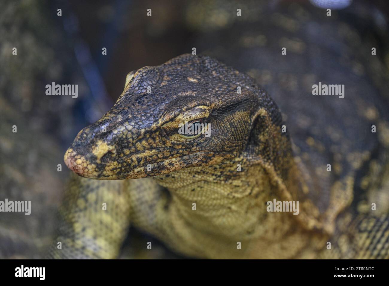 lizards and snakes in germany Stock Photo - Alamy