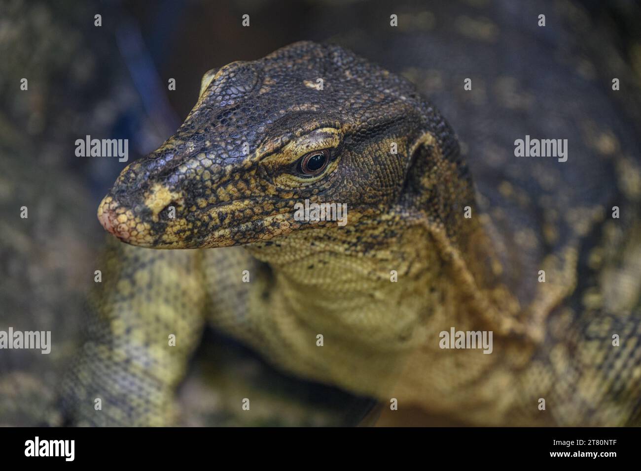 lizards and snakes in germany Stock Photo - Alamy