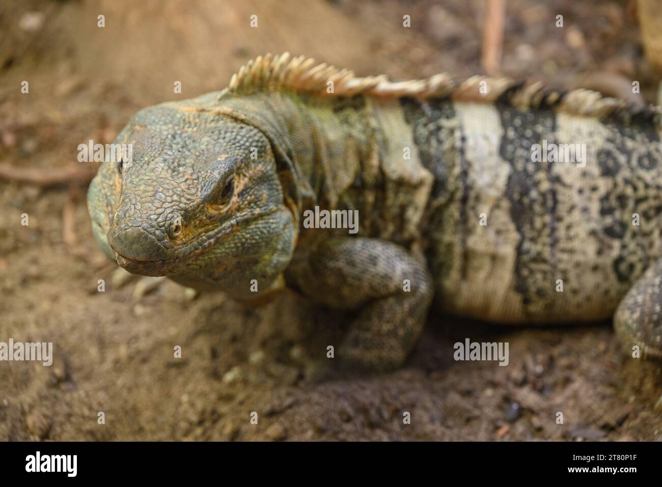 lizards and snakes in germany Stock Photo - Alamy