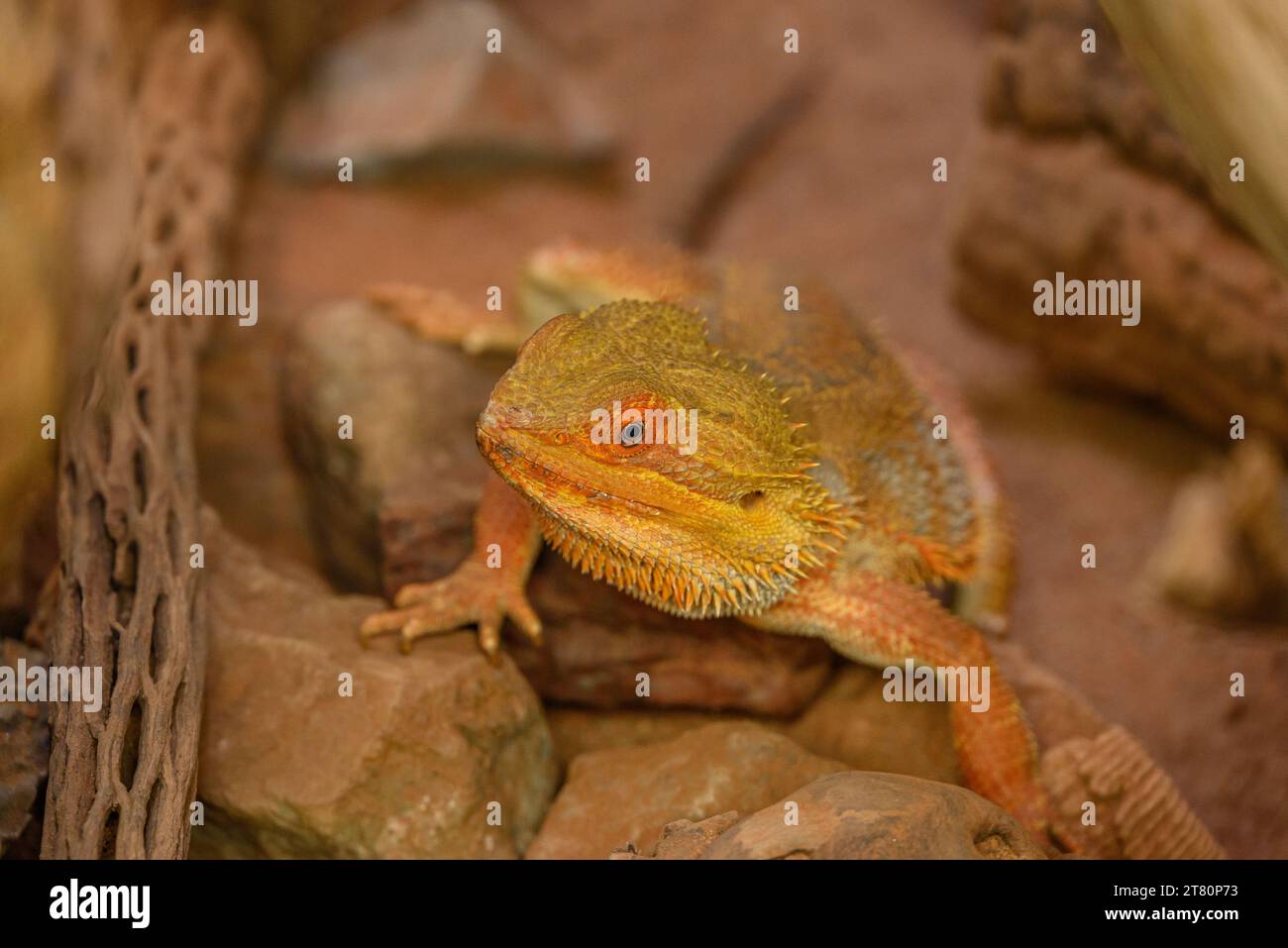lizards and snakes in germany Stock Photo - Alamy