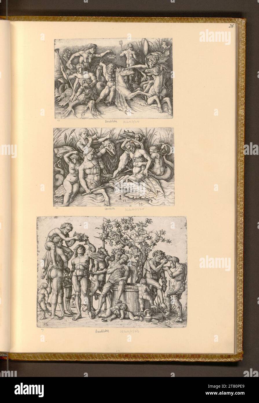 Daniel Hopfer (Ausführende r Künstler in) Tritone fight: struggle ...