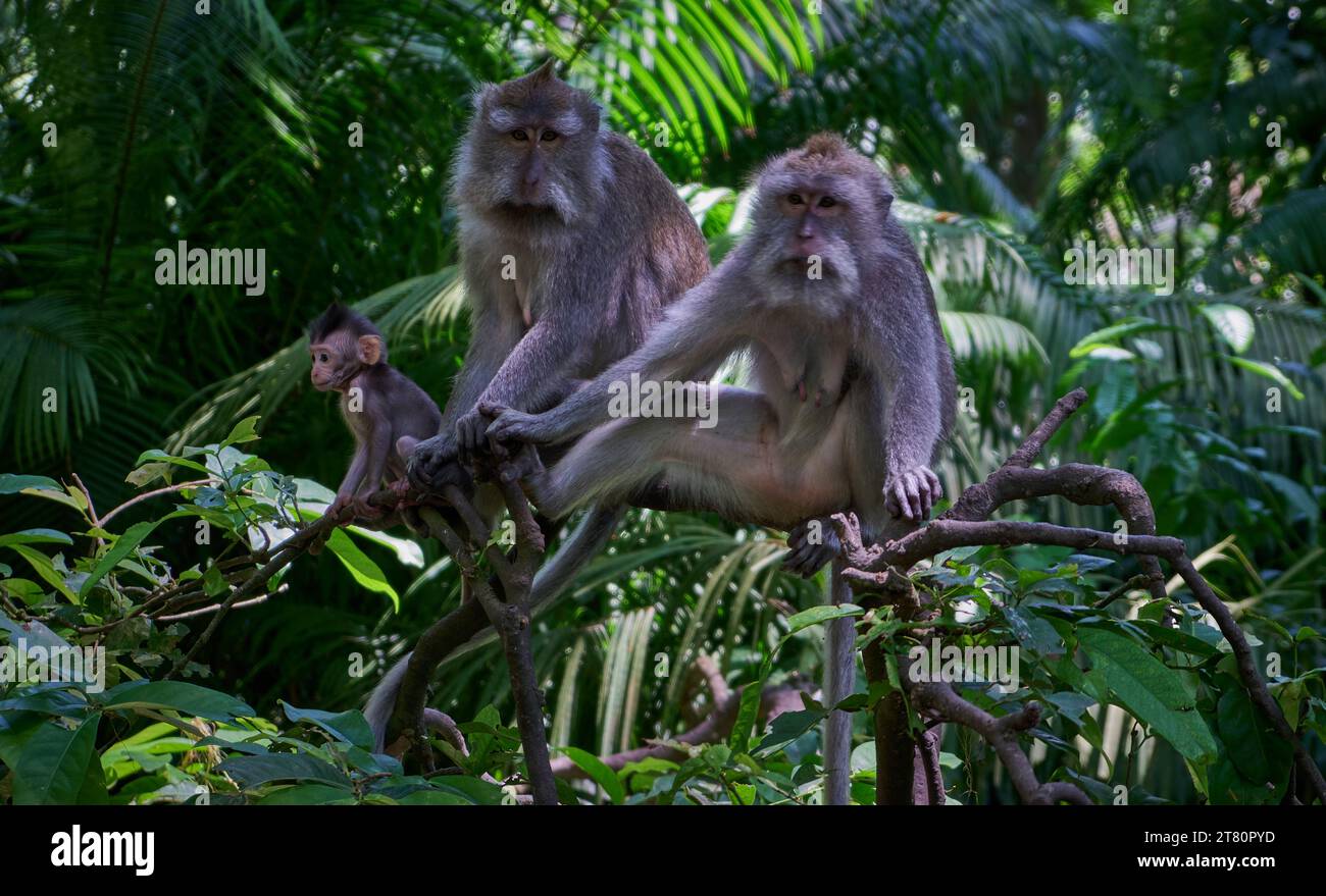 Balinese long tailed macaque monkeys in Ubud Monkey Forest, Ubud, Bali ...