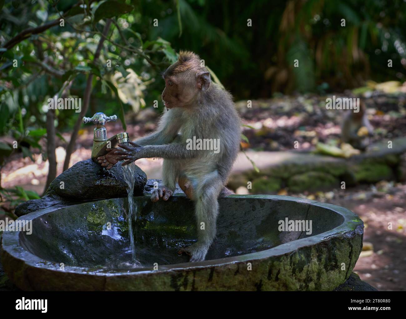 Balinese long tailed macaque monkey uses a water fountain at the ...