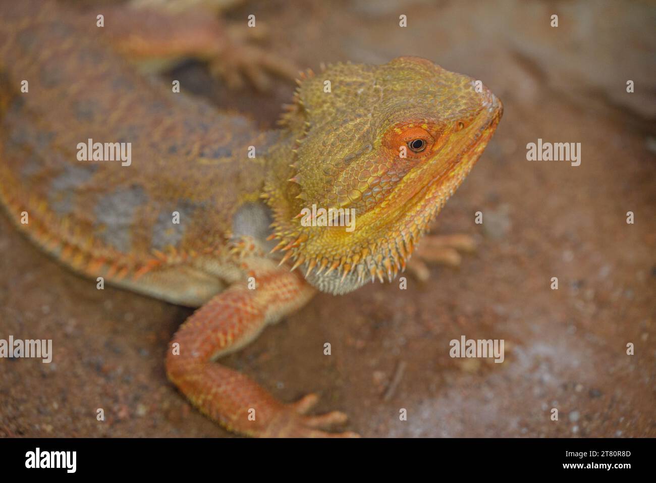 lizards and snakes in germany Stock Photo - Alamy