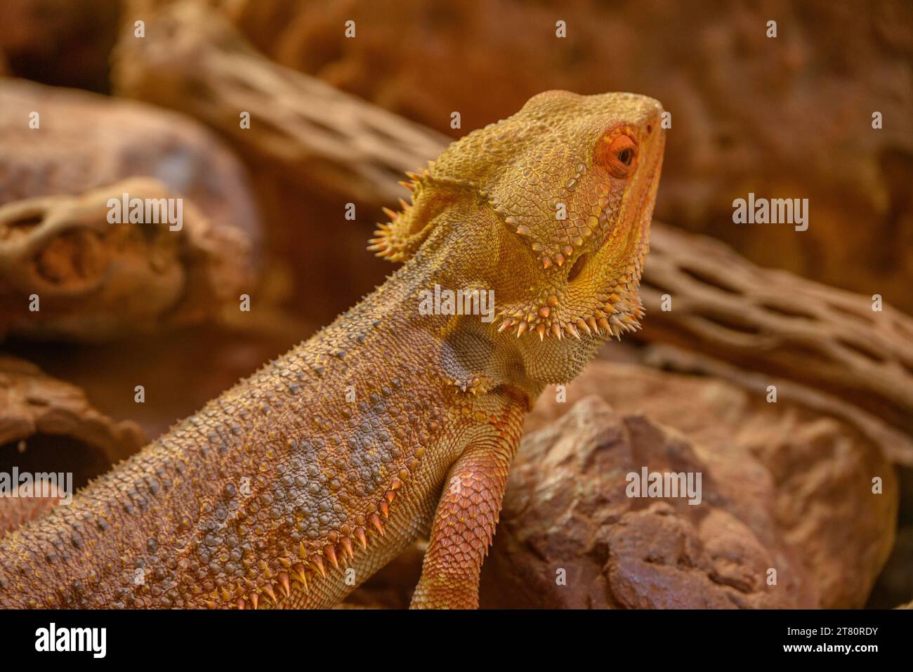lizards and snakes in germany Stock Photo - Alamy