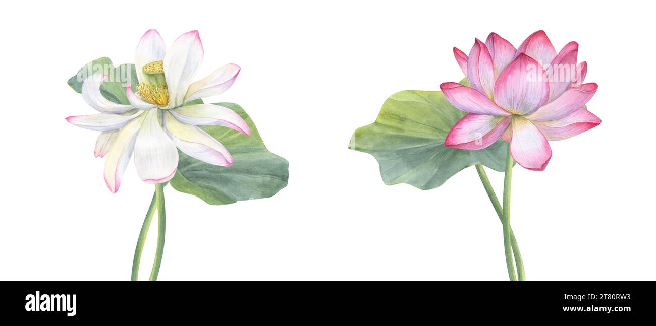 Set of white and pink Lotus flower with Leaves. Delicate blooming Water ...