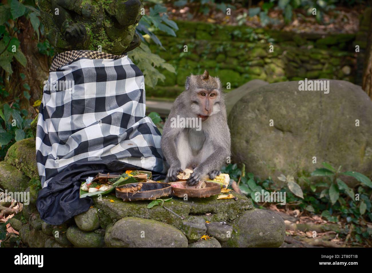 A Balinese long tailed macaque monkey eating yellow corn in Ubud Monkey ...