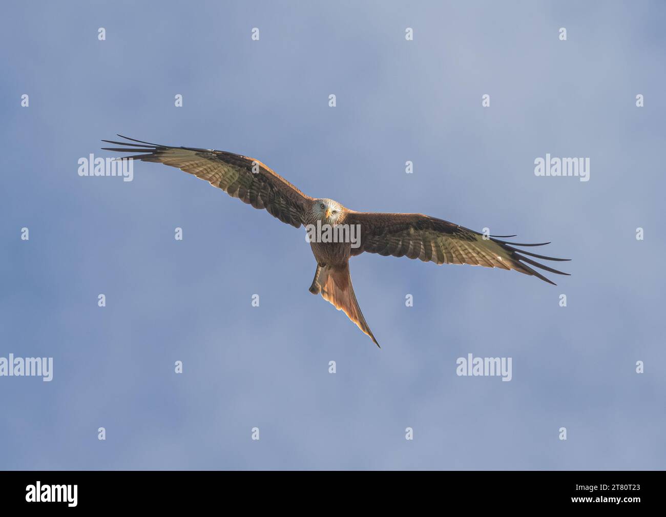 Red kite feather up close hi-res stock photography and images - Alamy