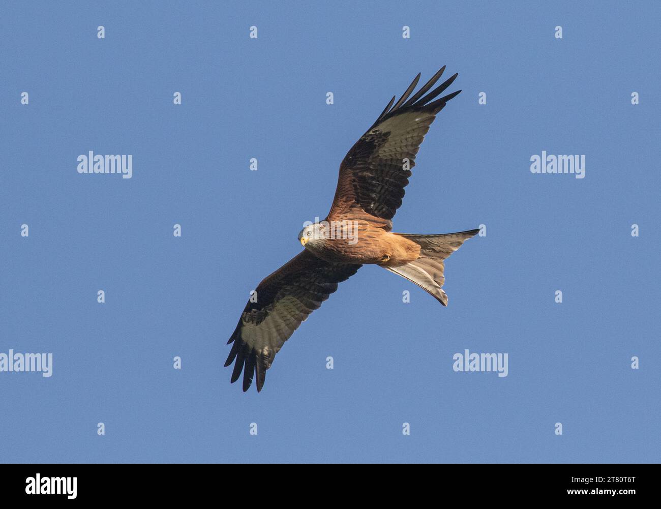 Red kite feather up close hi-res stock photography and images - Alamy
