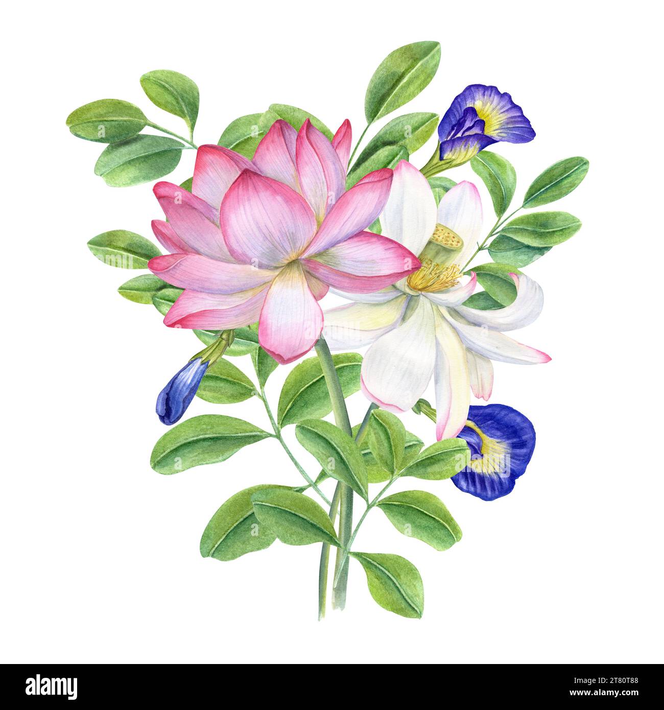 Bouquet of blue clitoria ternatea and waterlilies. Blooming flowers ...