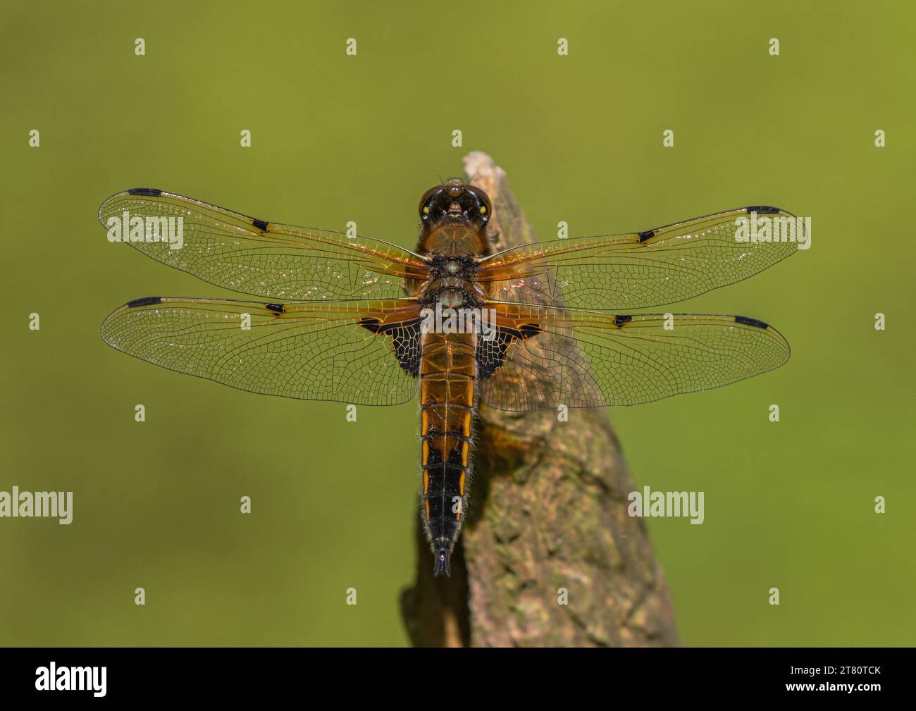 A detailed close up shot of a Four-spotted Chaser Dragonfly ( Libellula ...