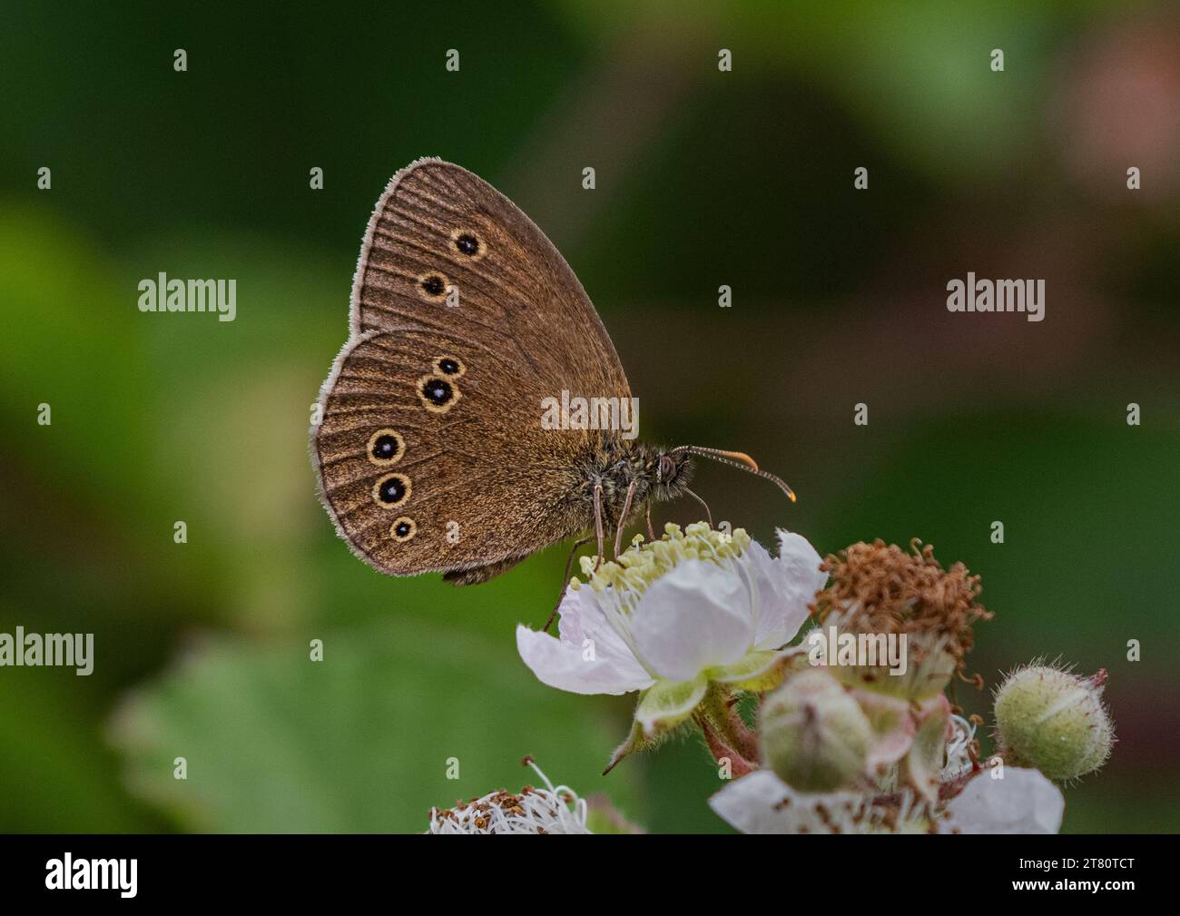 A Ringlet Butterfly (Aphantopus hyperantus) showings it's spotted ...