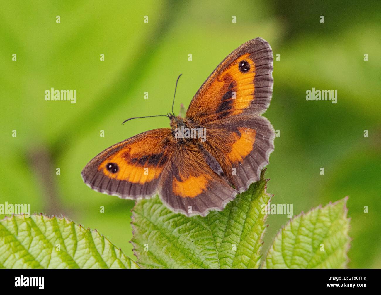A beautiful Gatekeeper Butterfly (Pyronia tithonus) wings outstretched ...