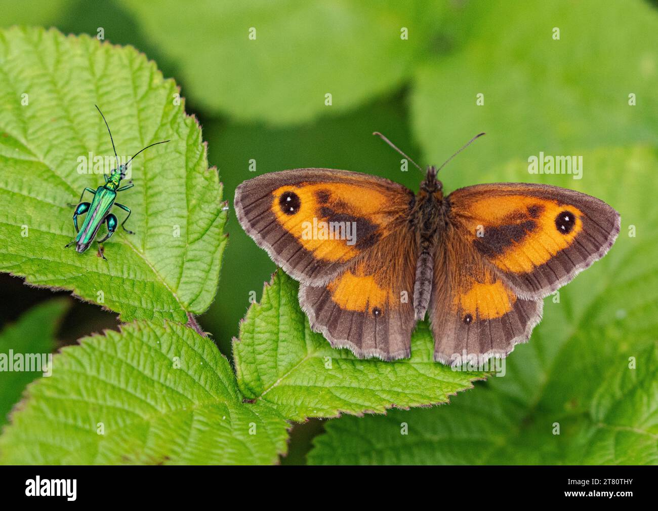 A Gatekeeper Butterfly (Pyronia tithonus) wings outstretched and a ...