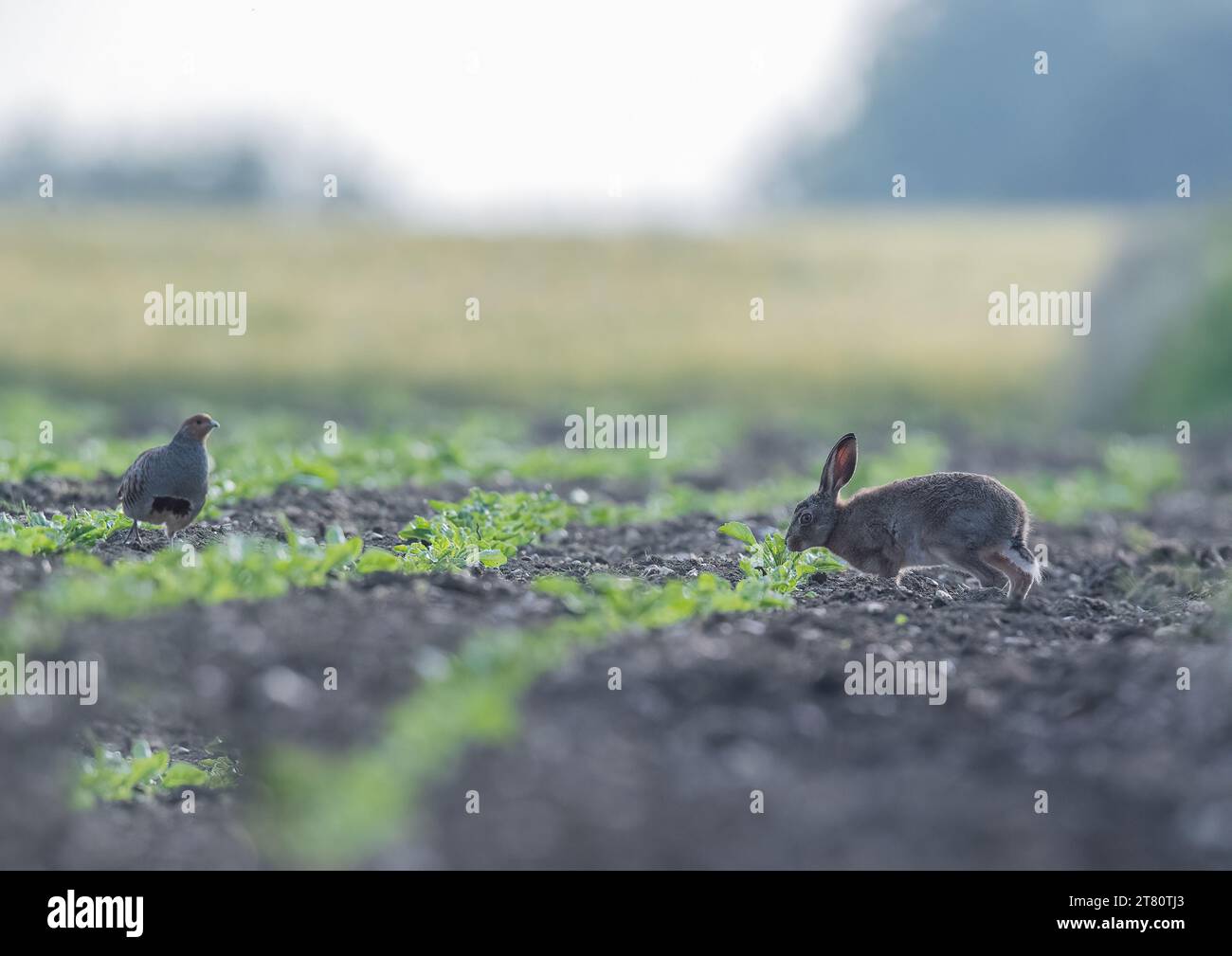 A rare sight, A Brown Hare(Lepus Europeaus) and a Grey Partridge ...