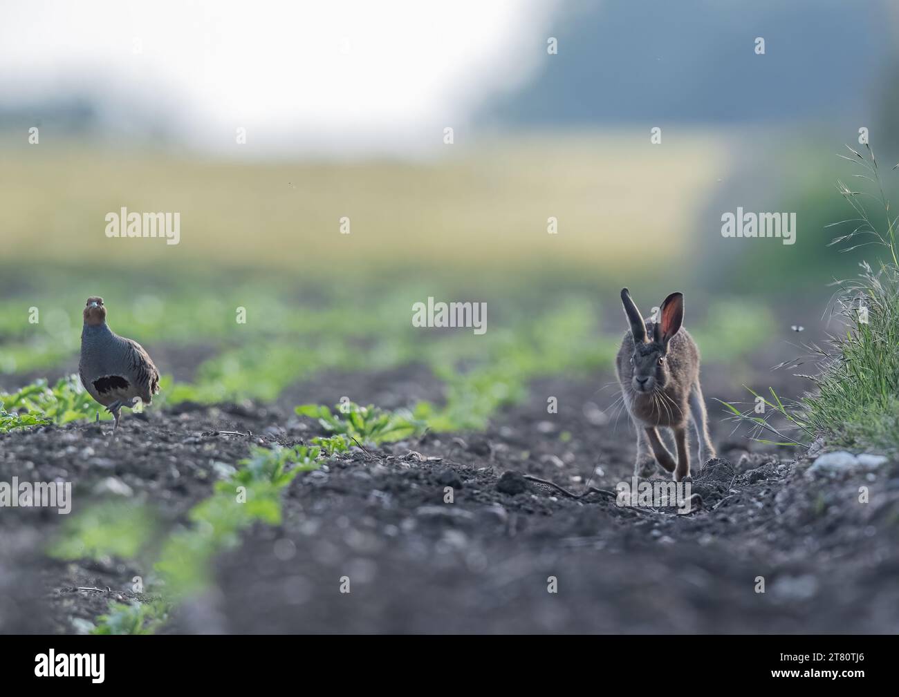 A rare sight, A Brown Hare(Lepus Europeaus) and a Grey Partridge ...