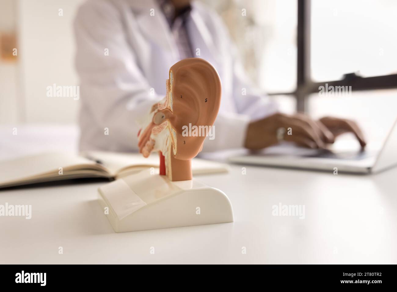 Human ear anatomy model in hi-res stock photography and images - Alamy