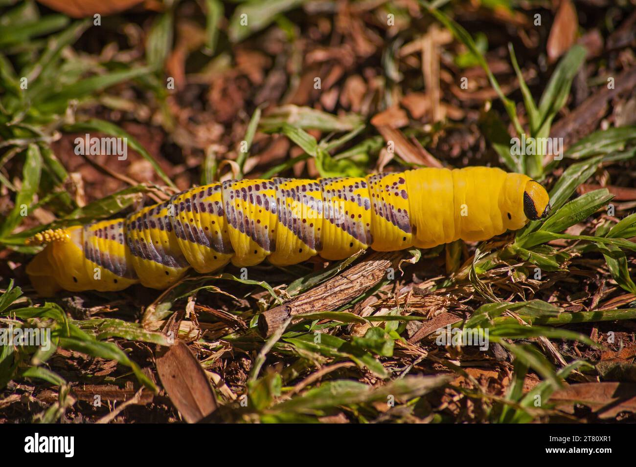 Deaths Head Hawkmoth Acherontia atropos larvae 15411 Stock Photo - Alamy