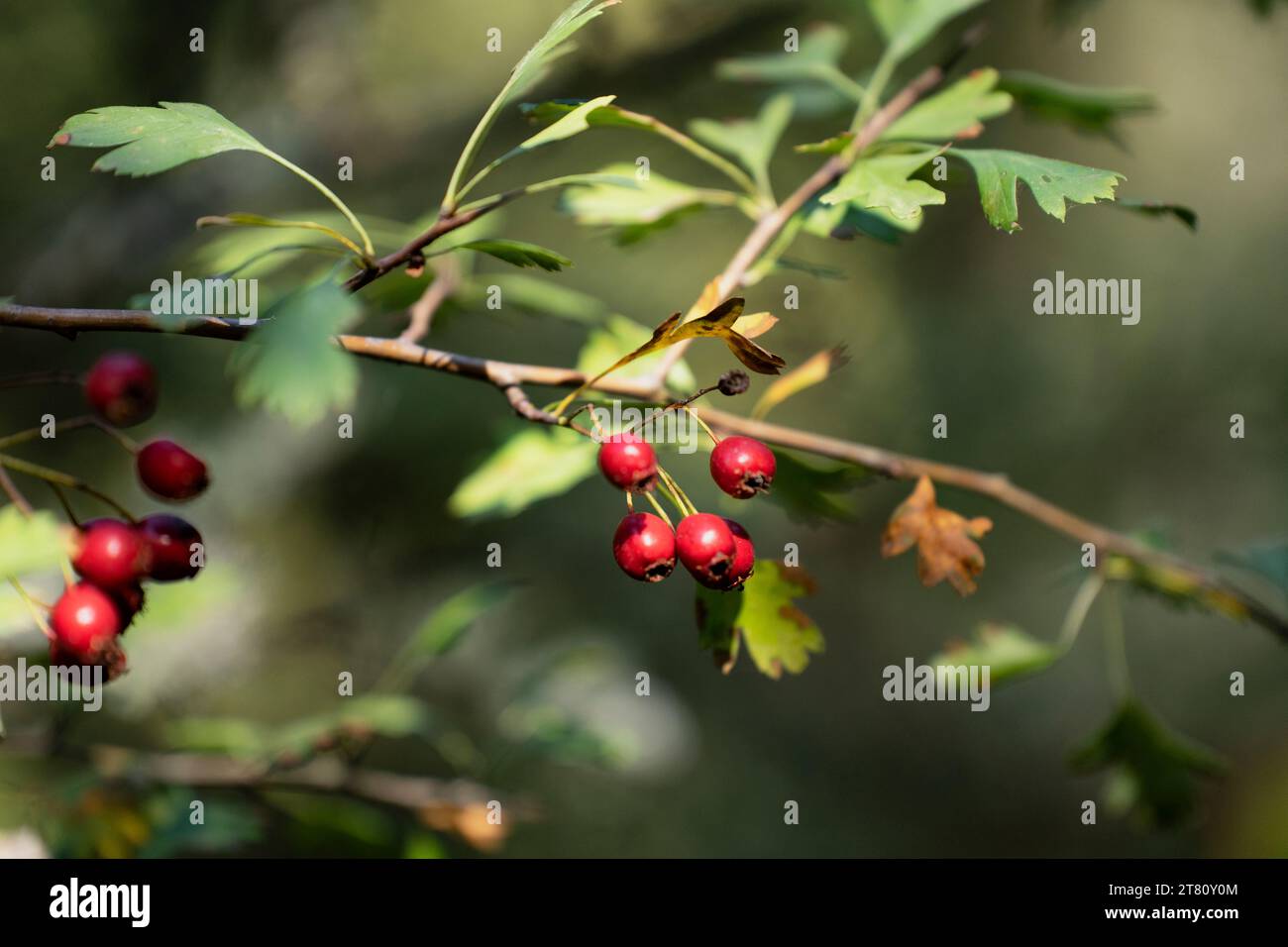 rose hip in a forest near Montemayor del Rio, Salamanca Stock Photo - Alamy
