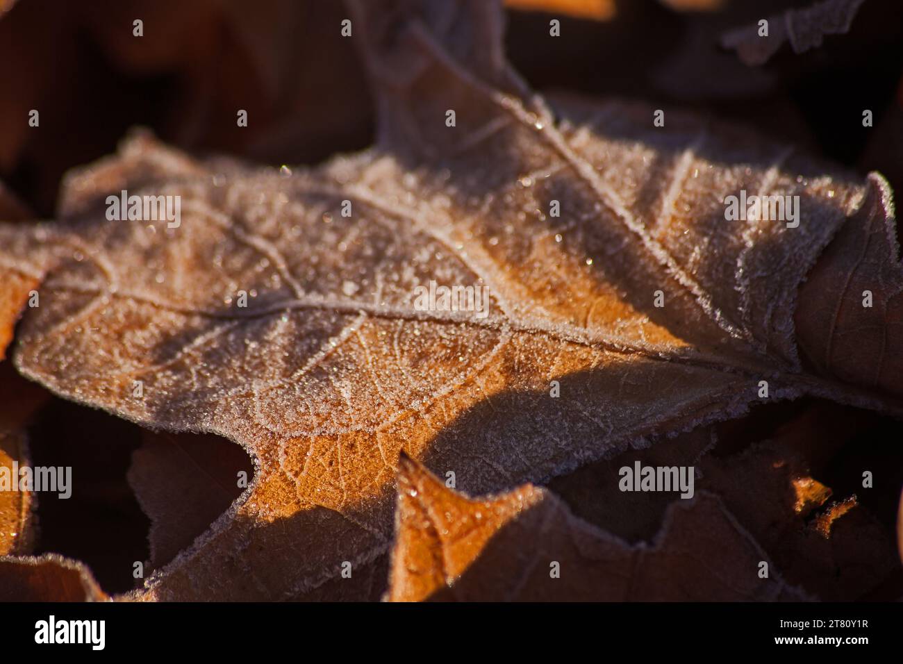 White frost first frosts hi-res stock photography and images - Alamy