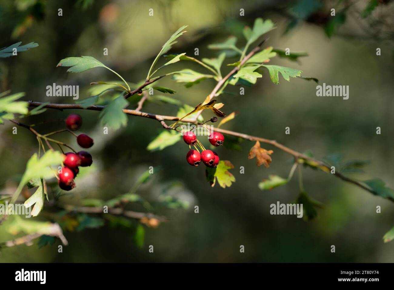 rose hip in a forest near Montemayor del Rio, Salamanca Stock Photo - Alamy