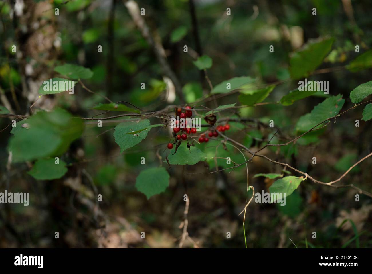 Beautiful view forest variety hi-res stock photography and images - Alamy