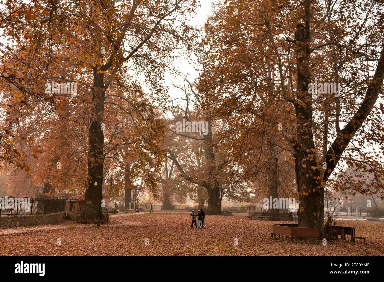 Srinagar, India. 17th Nov, 2023. Visitors walk through a Chinar park ...