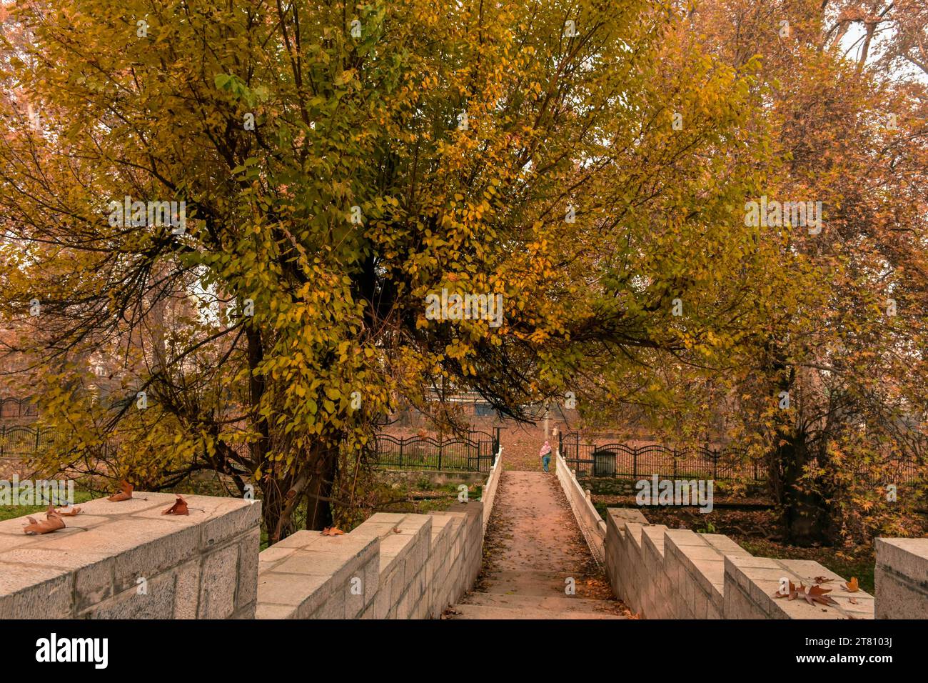 Srinagar, India. 17th Nov, 2023. A Kashmiri woman walks through a ...