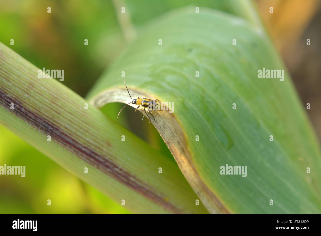 The plant is a harmful insect - Western corn beetle (Diabrotica ...
