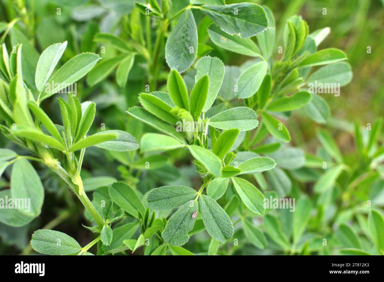 In the spring farm field young alfalfa grows Stock Photo - Alamy